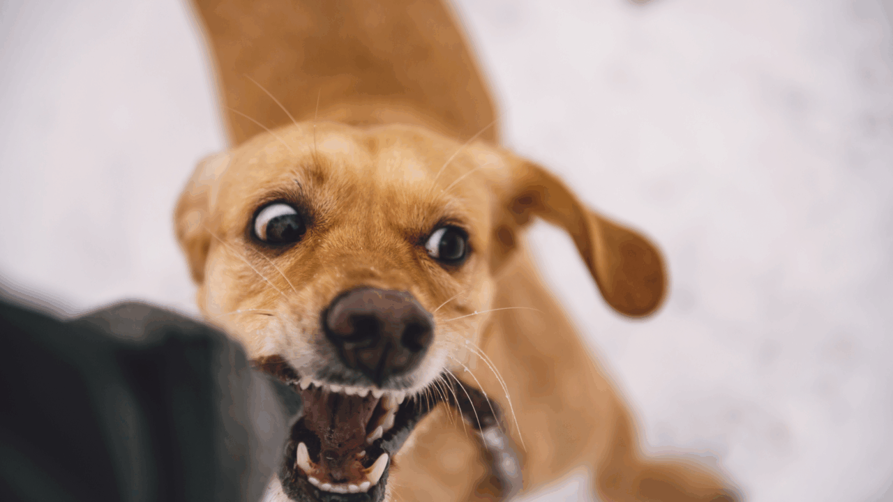 Experienced Atlanta Metro Dog Bite Attorneys | Karel Law